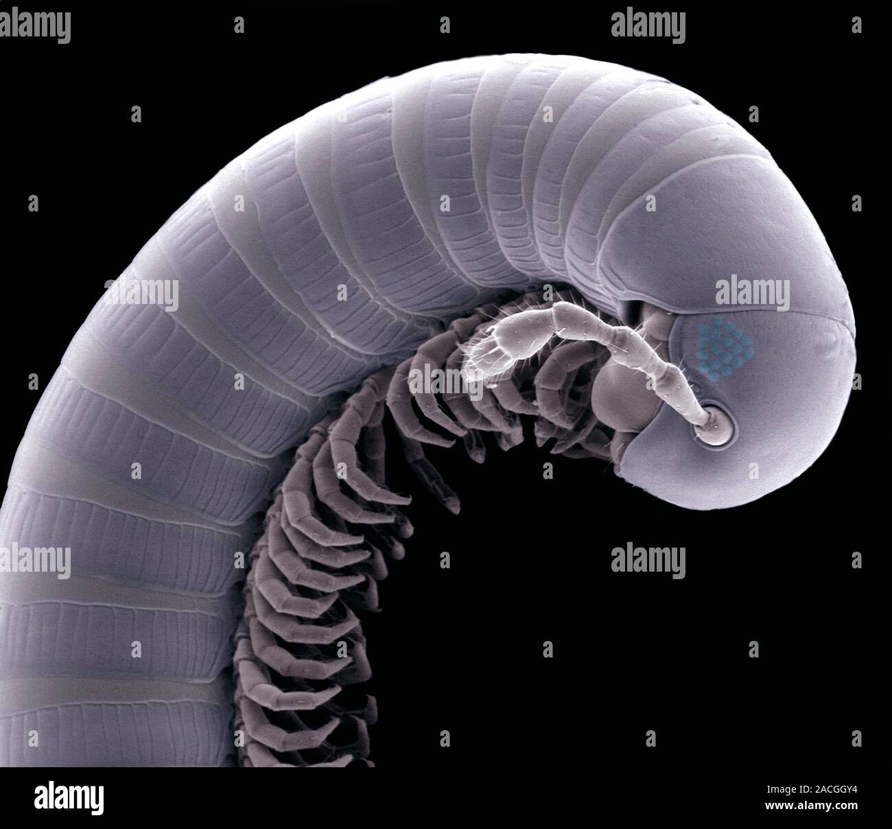 Millipede, coloured scanning electron micrograph (SEM). Millipedes ...