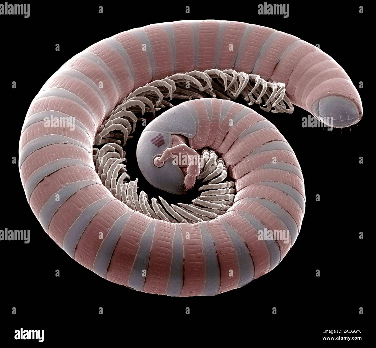 Millipede, coloured scanning electron micrograph (SEM). Millipedes ...
