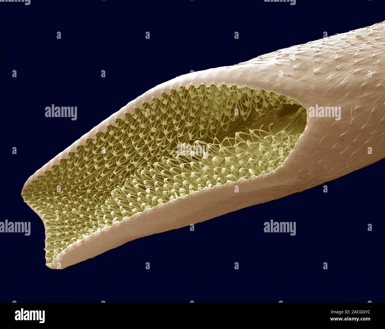 Mosquito pupa respiratory tube, coloured scanning electron micrograph ...
