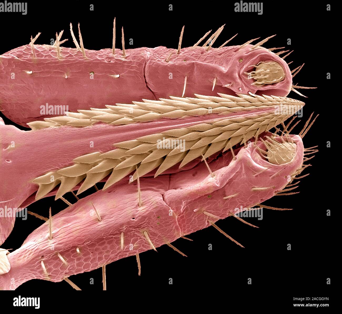 Tick mouthparts, coloured scanning electron micrograph (SEM). The ...