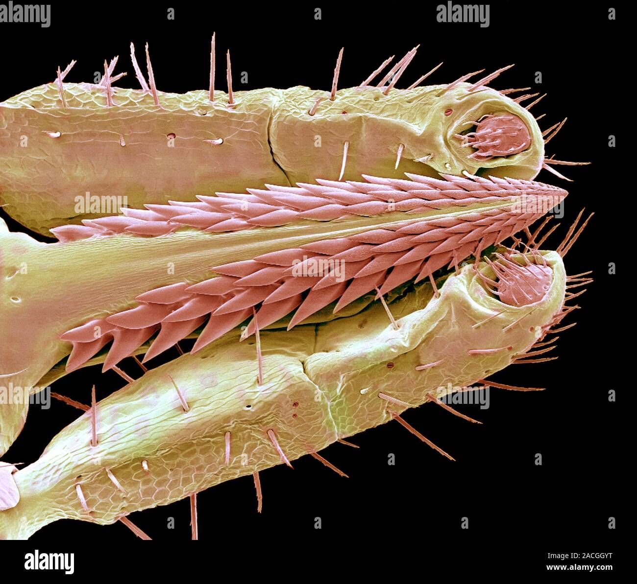 Tick mouthparts, coloured scanning electron micrograph (SEM). The ...
