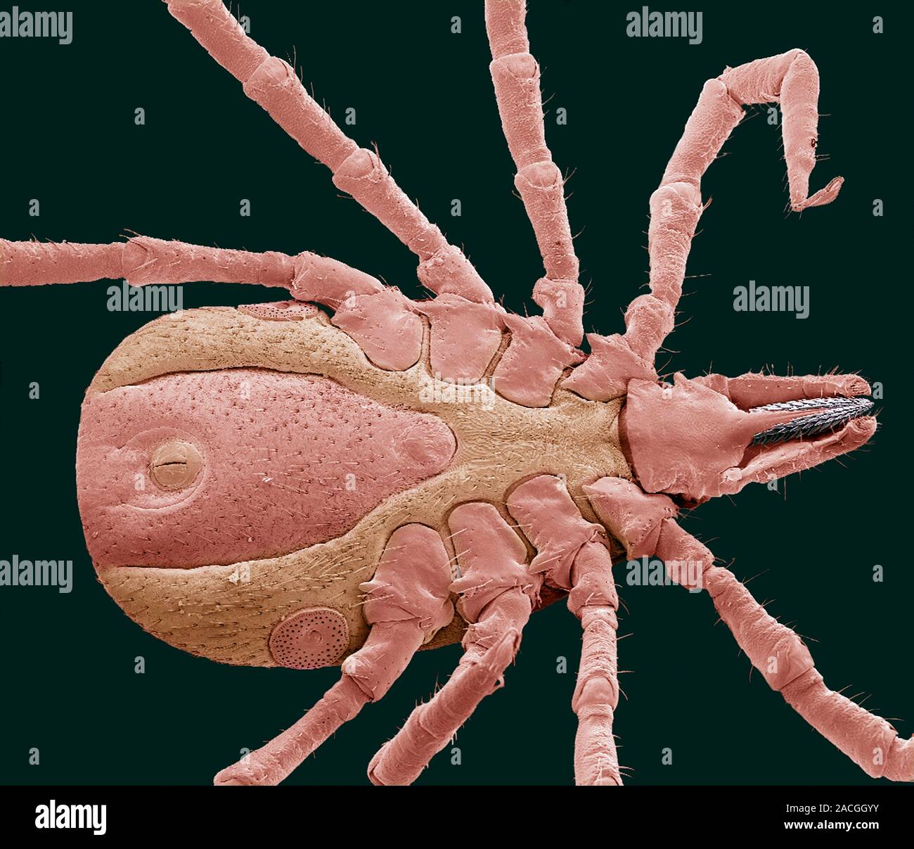 Tick, coloured scanning electron micrograph (SEM). This is the ventral ...