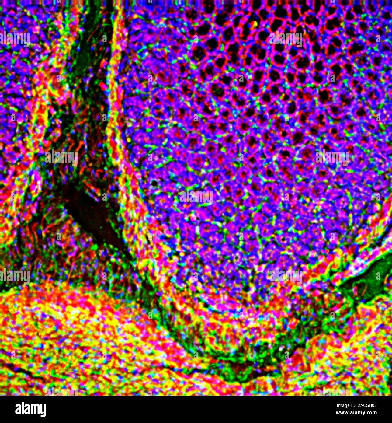 Pyloric stomach. Fluorescence deconvolution micrograph of a section ...