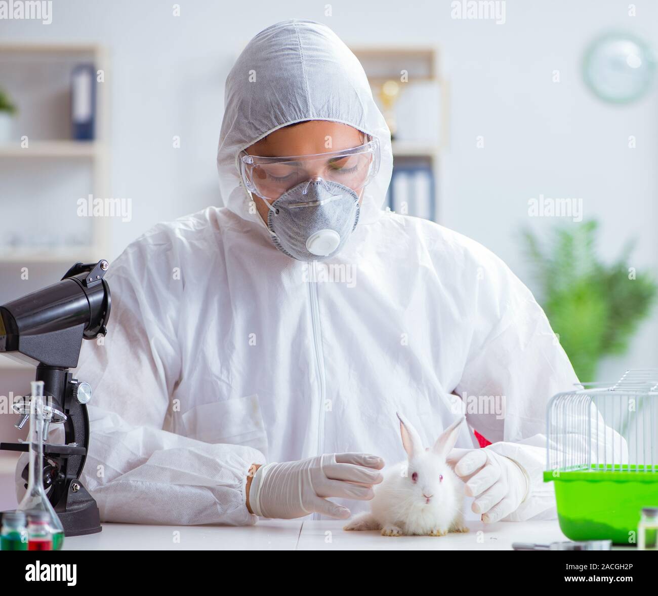 The scientist doing animal experiment in lab with rabbit Stock Photo ...