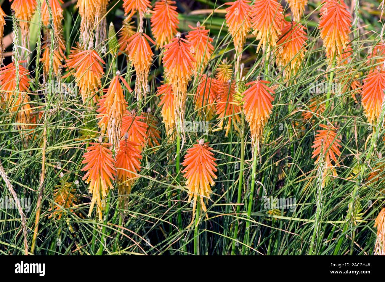 Red Hot Poker (Kniphofia) flowers, also known as Torch Lilies, in the ...