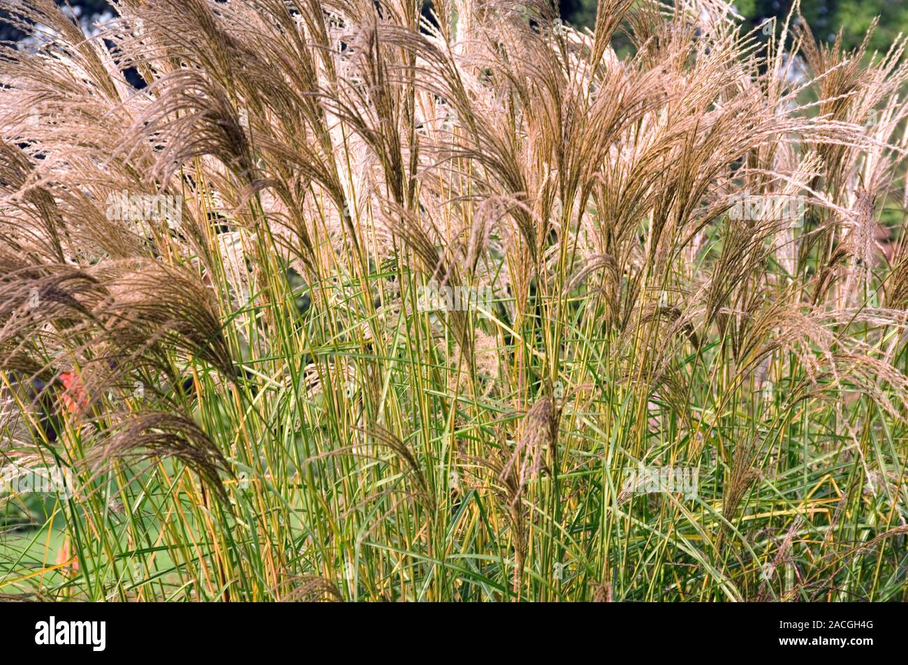 Miscanthus sinensis 'Flamingo' seedheads Stock Photo - Alamy