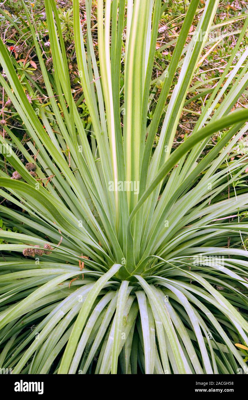 Our Lord's Candle (Yucca whipplei Stock Photo - Alamy