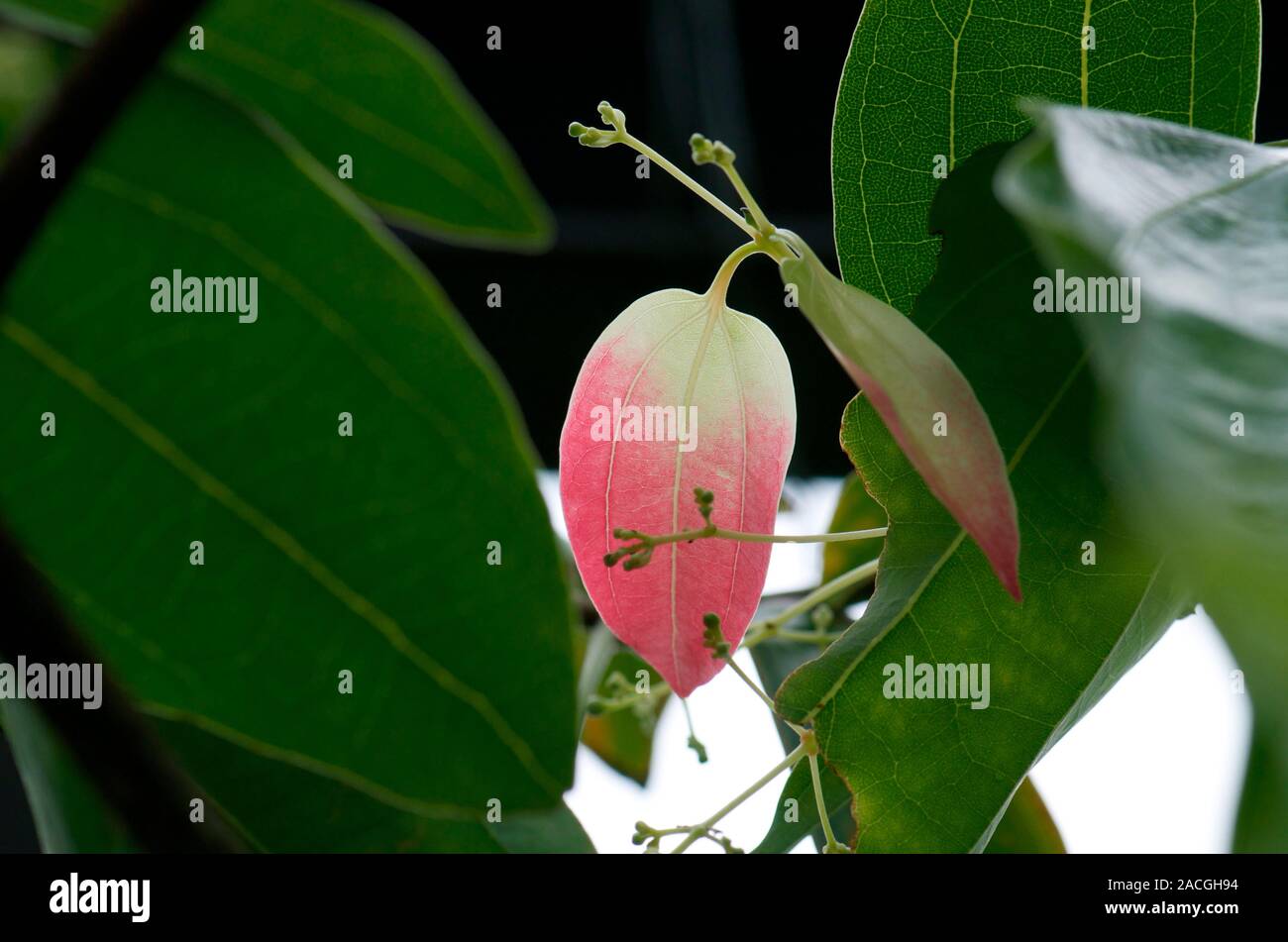 Cinnamon tree (Cinnamomum zeylanicum Stock Photo - Alamy