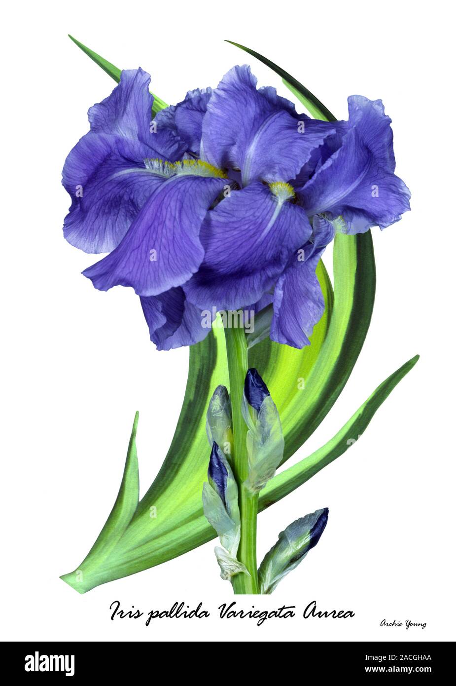 Botanical illustration of Iris pallida 'Aurea Variegata' Stock Photo ...