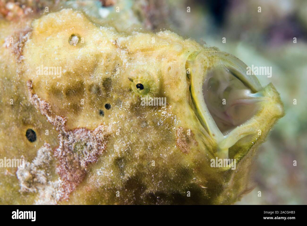 Longlure frogfish. Close-up of the head of a longlure frogfish ...