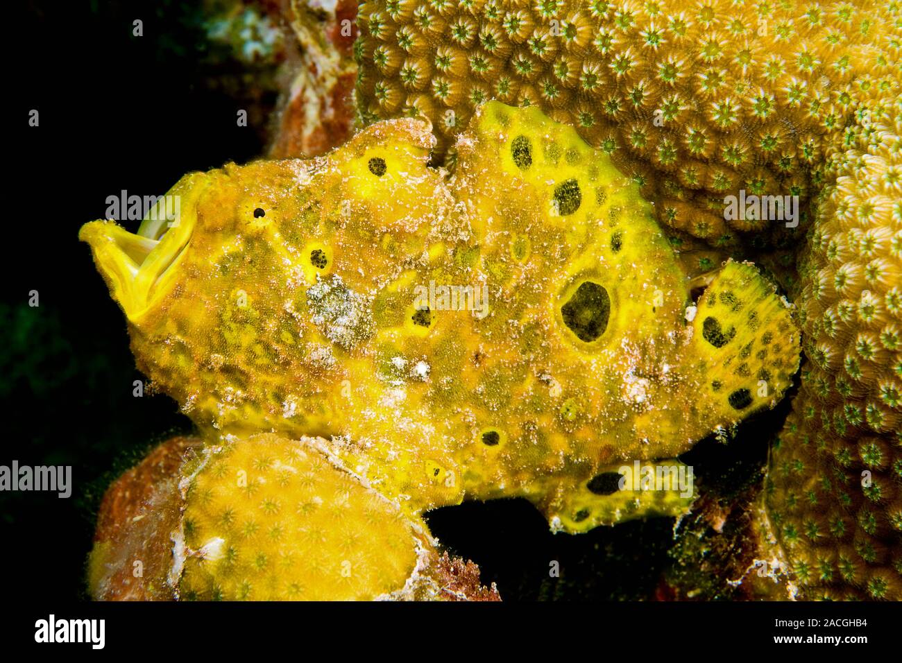 Longlure frogfish (Antennarius multiocellatus) with its mouth wide open ...