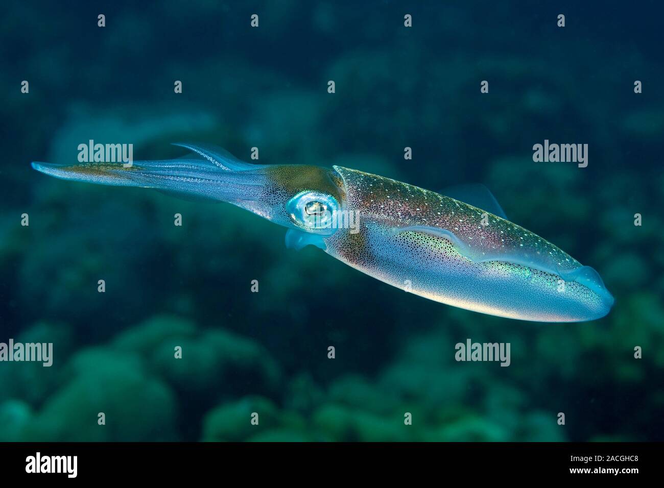 Caribbean reef squid (Sepioteuthis sepioidea). This small schooling ...