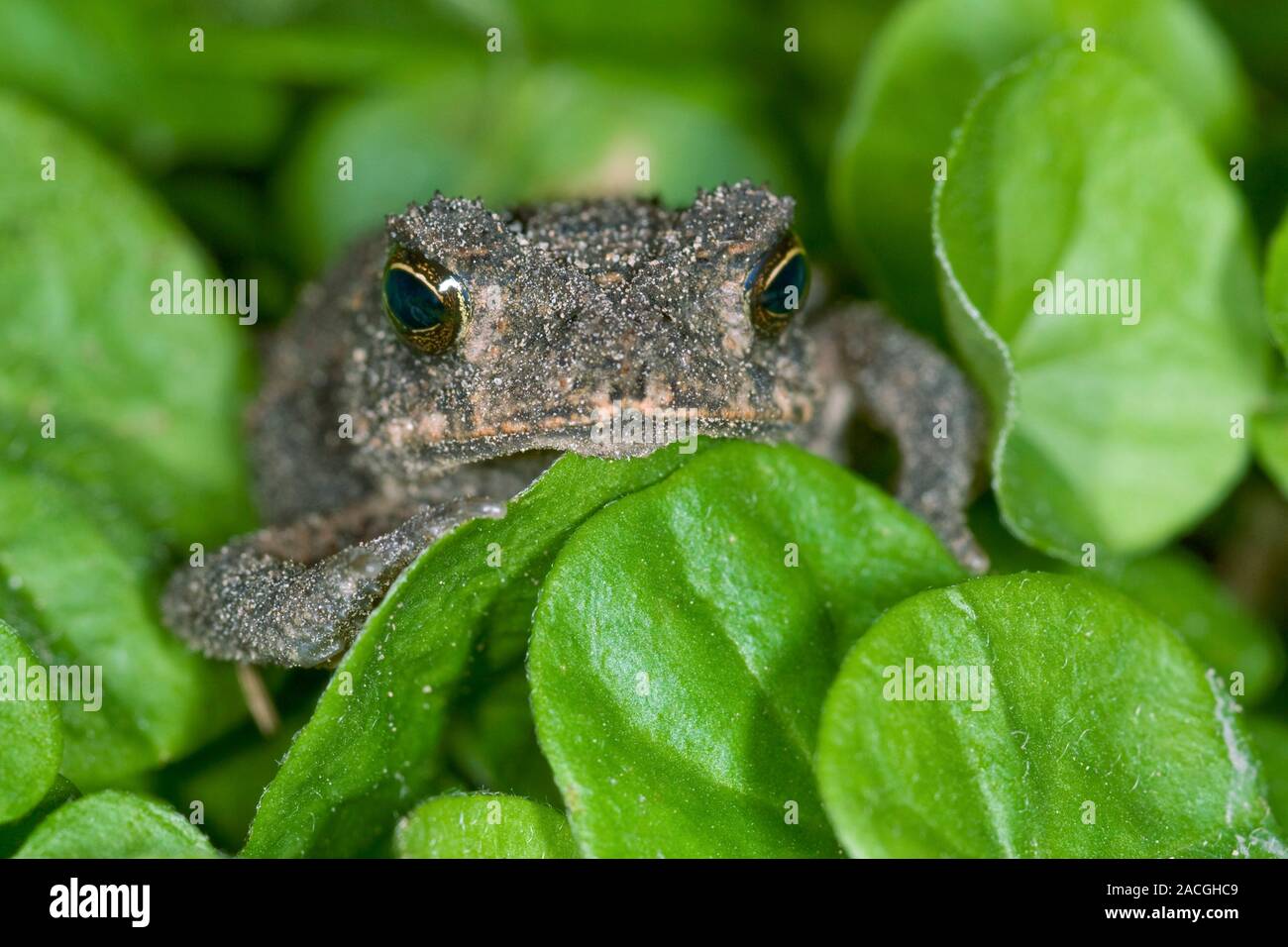 Gulf coast toad amongst leaves. The Gulf coast toad (Bufo valliceps) is ...