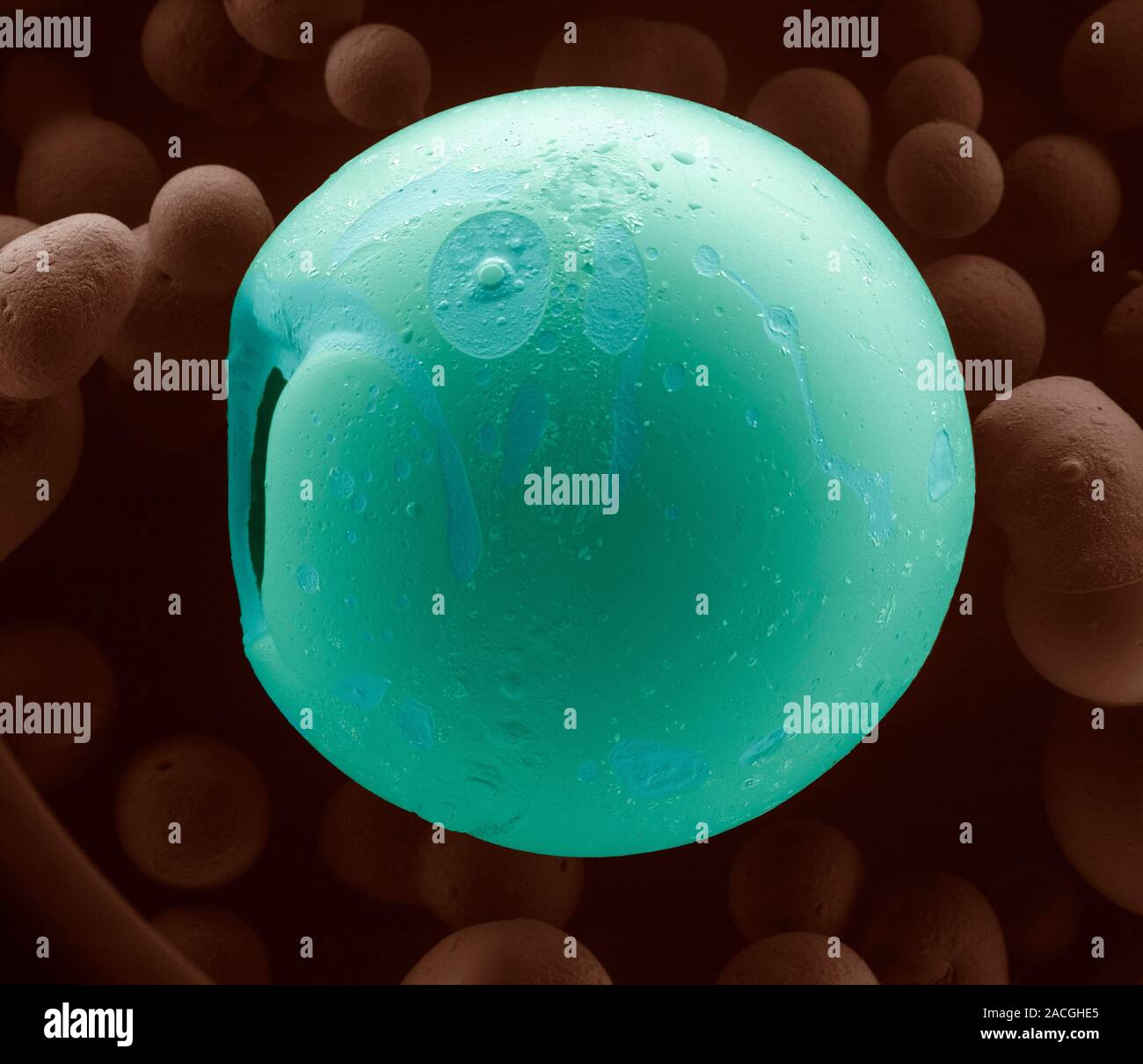 PLGA biomedical device, coloured scanning electron micrograph (SEM ...