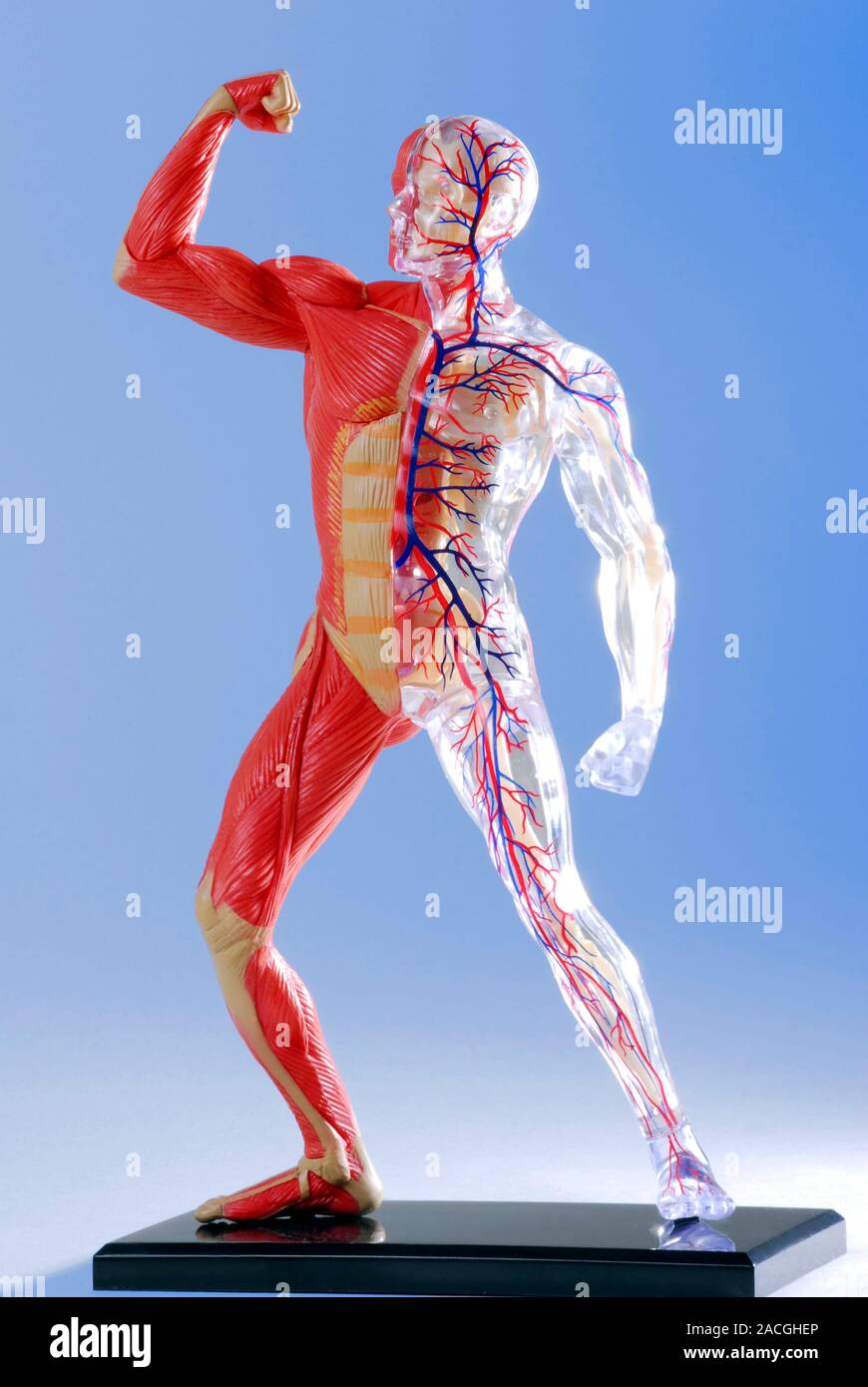 Human body. Anatomical model of a man flexing his arm muscles. The ...
