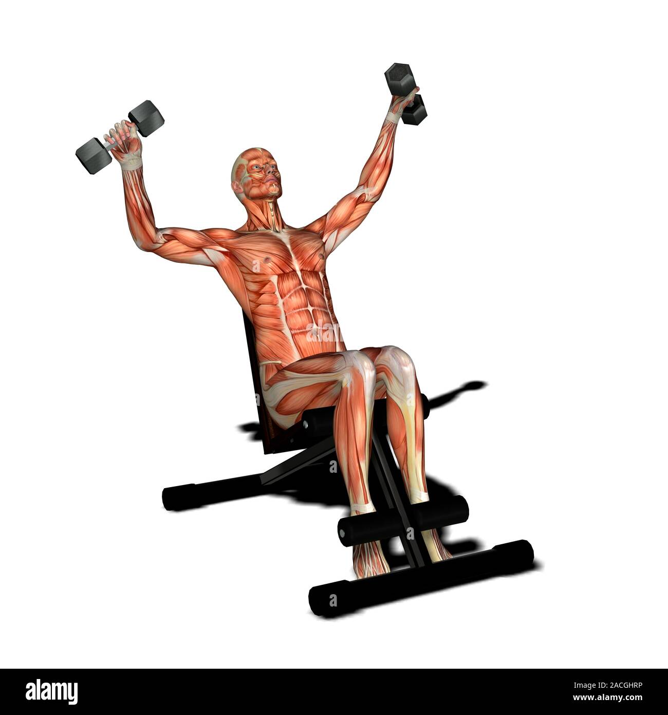 Male muscles. Computer artwork showing the muscle structure of a man ...