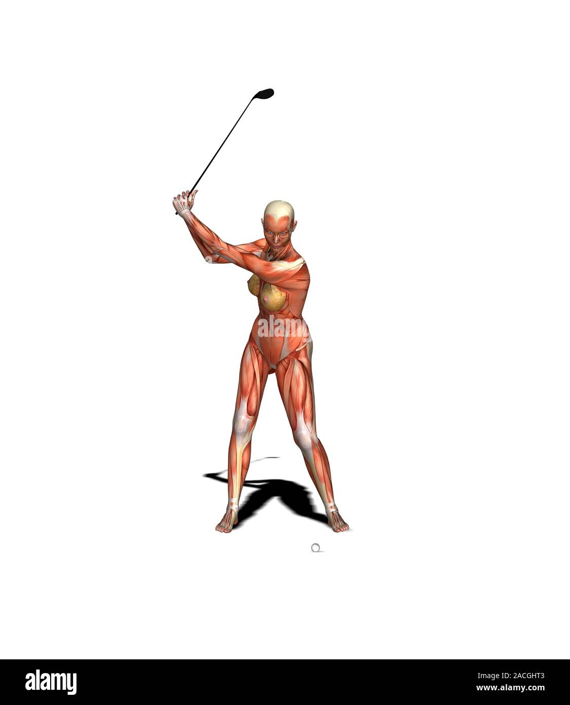 Female muscles. Computer artwork showing the muscle structure of a ...