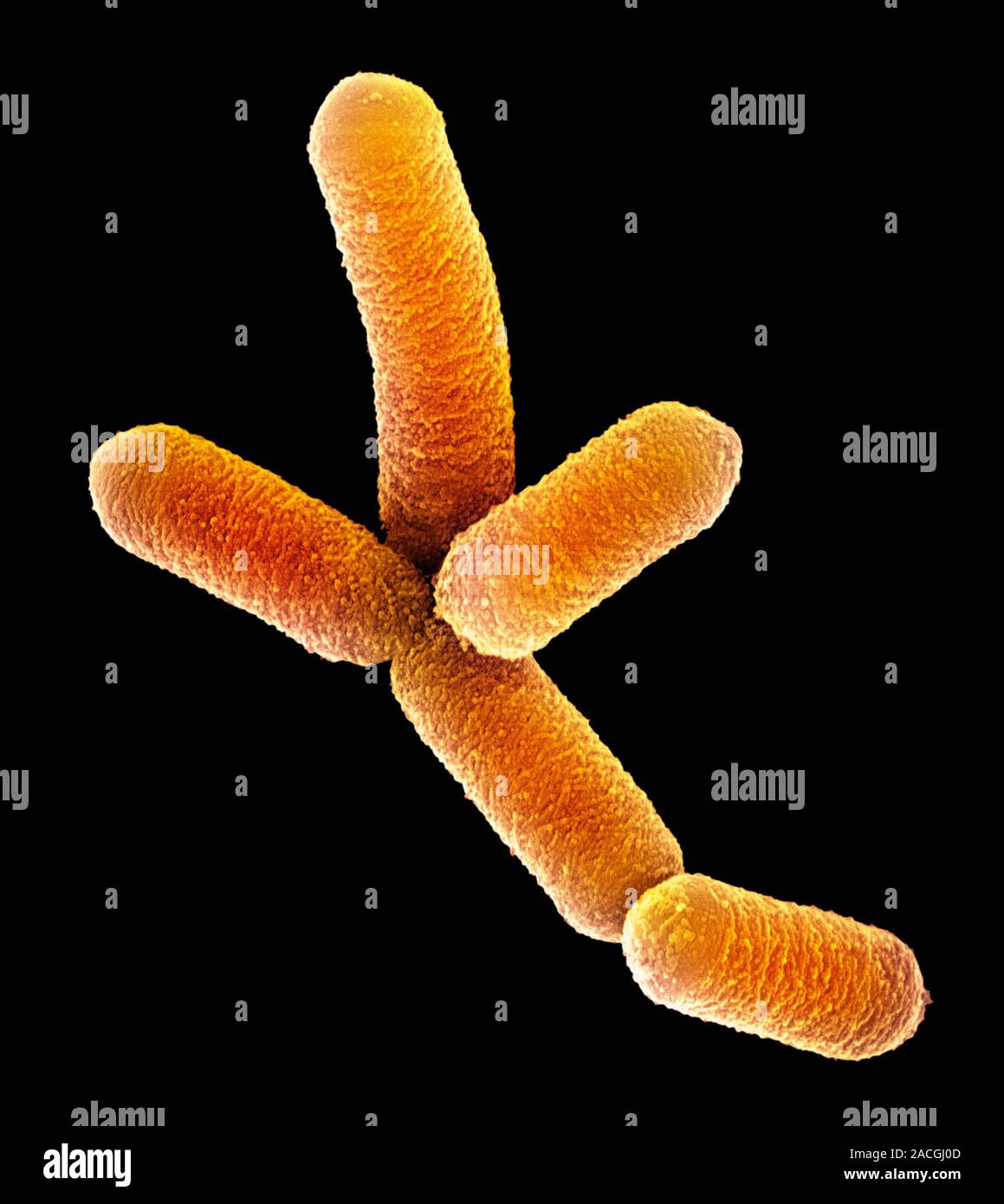 Listeria sp. bacteria, coloured scanning electron micrograph (SEM ...