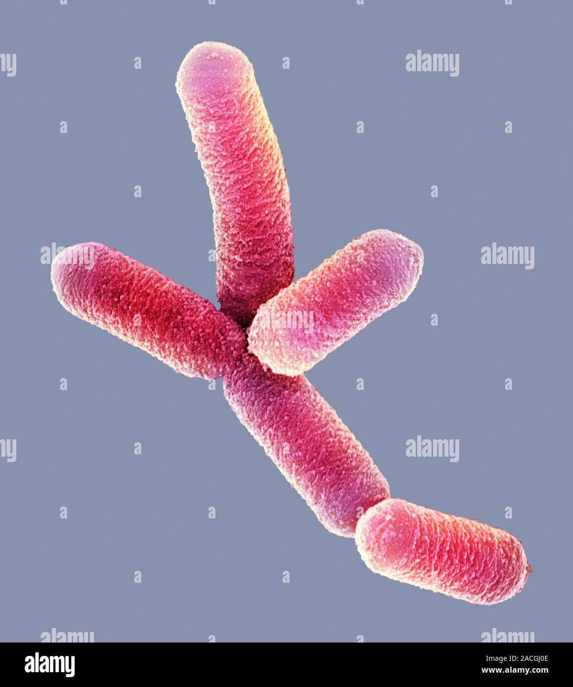 Listeria sp. bacteria, coloured scanning electron micrograph (SEM ...