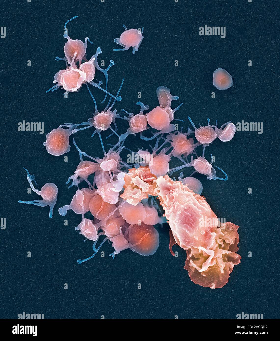 Human blood cells, coloured scanning electron micrograph (SEM). Seen ...