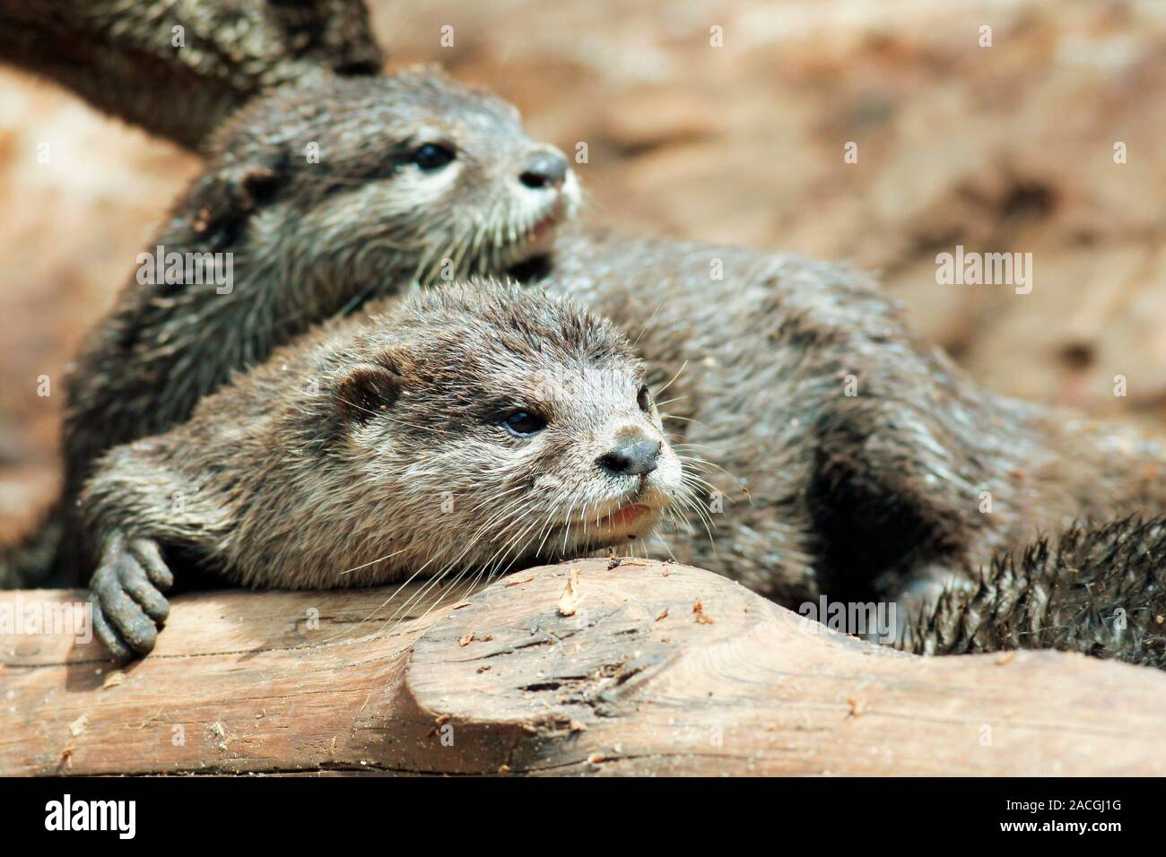 Oriental small-clawed otters (Aonyx cinerea) resting after swimming ...