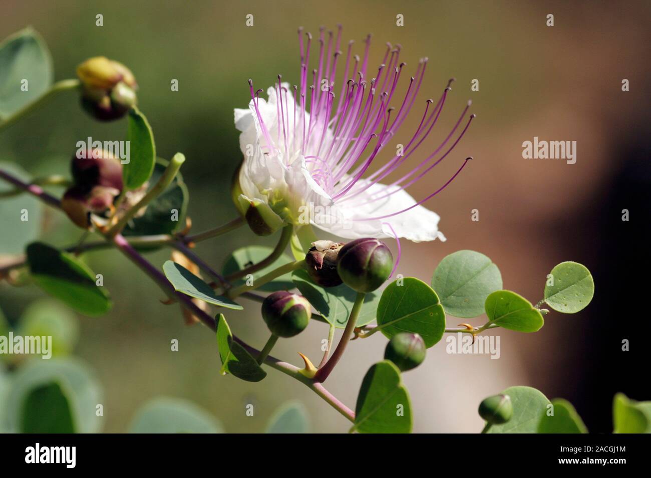 Caper plant (Capparis spinosa) in flower, with an open flower (centre ...