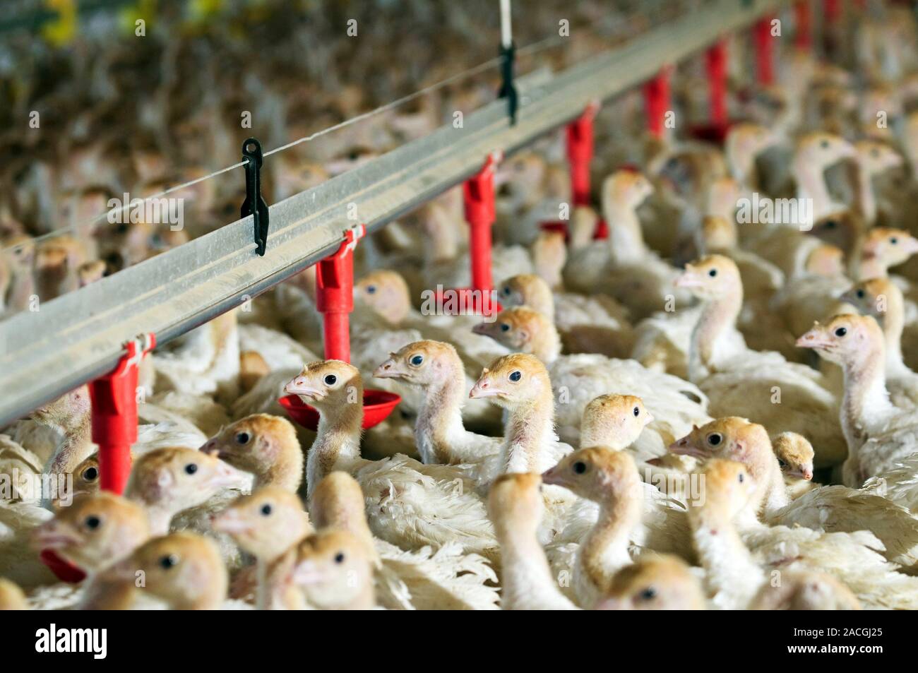 Turkey farming. 24-day-old turkey hatchlings in a breeding and ...
