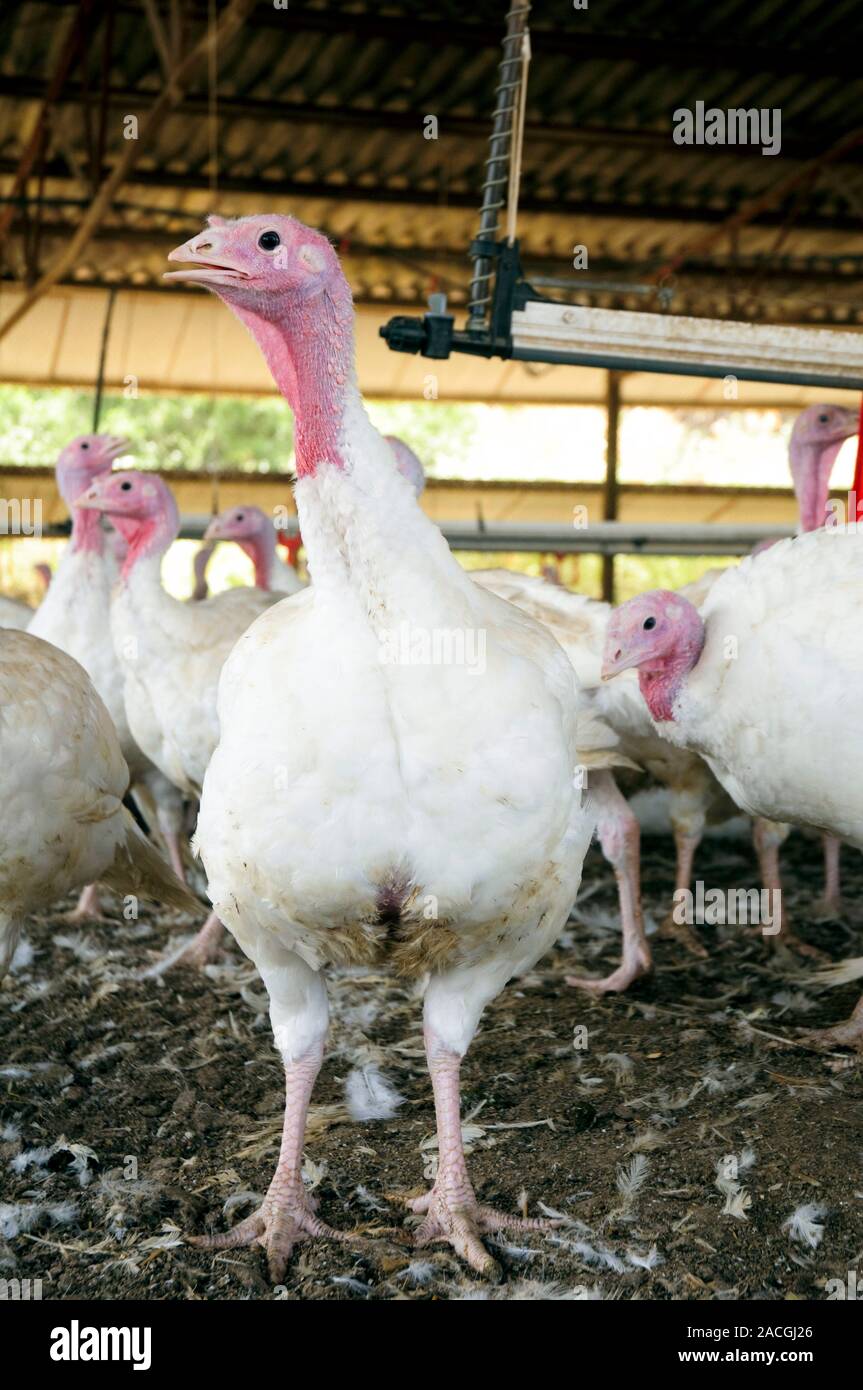 Hen White Turkey Female