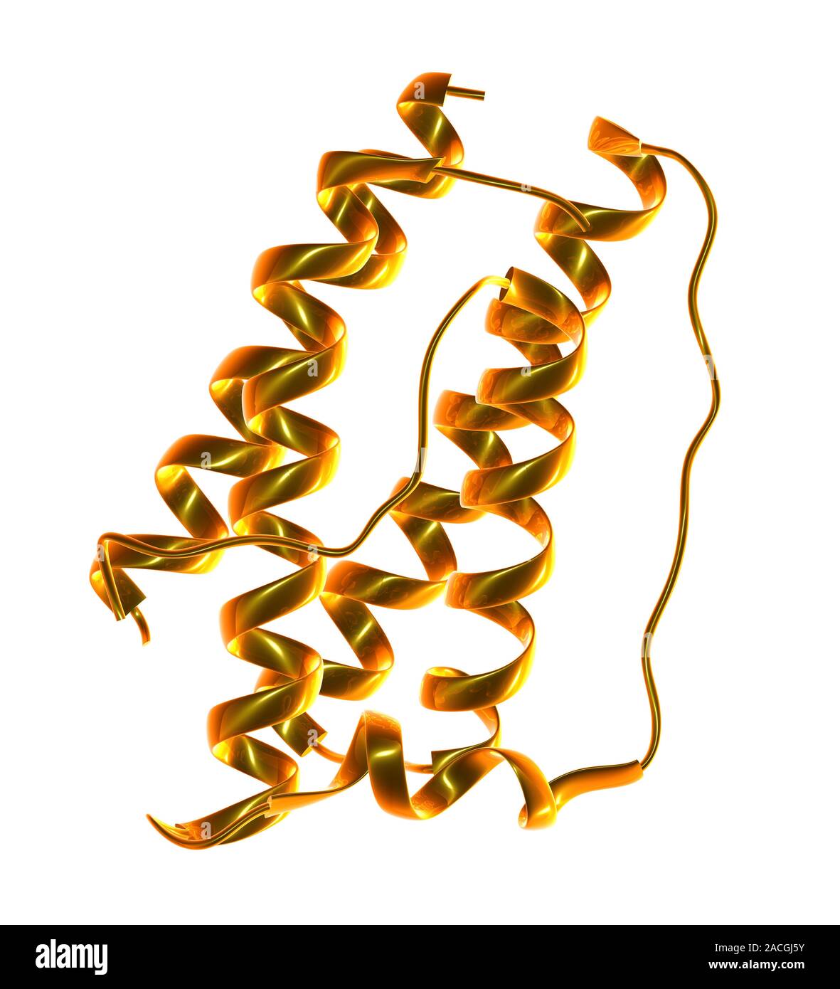 Leptin Computer Model Showing The Secondary Structure Of The Hormone