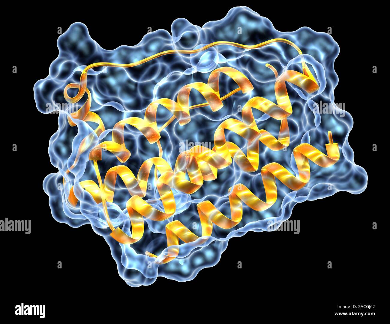 Leptin Computer Model Showing The Secondary Structure And Molecular
