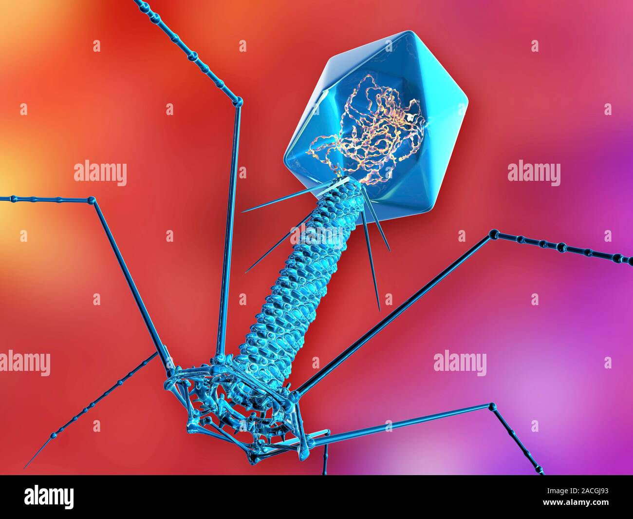 T4 bacteriophage. computer artwork of a T4 bacteriophage virus. The ...
