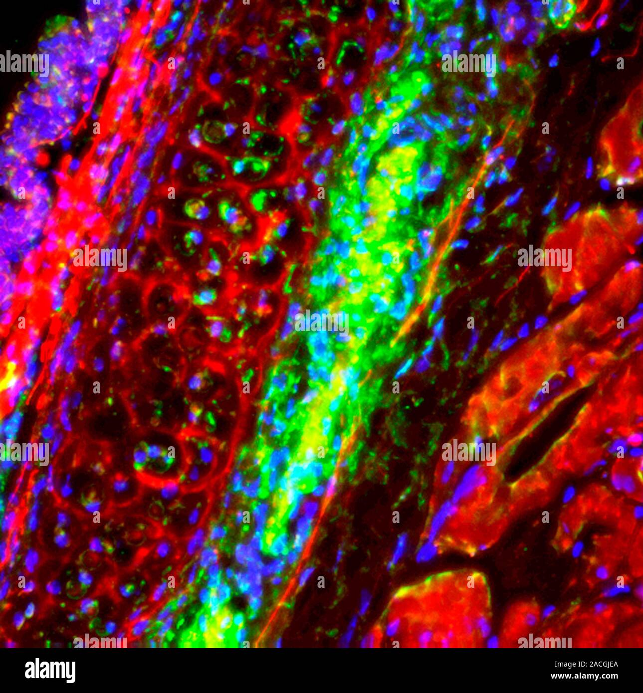 Rat trachea. Fluorescence deconvolution micrograph of a section through ...