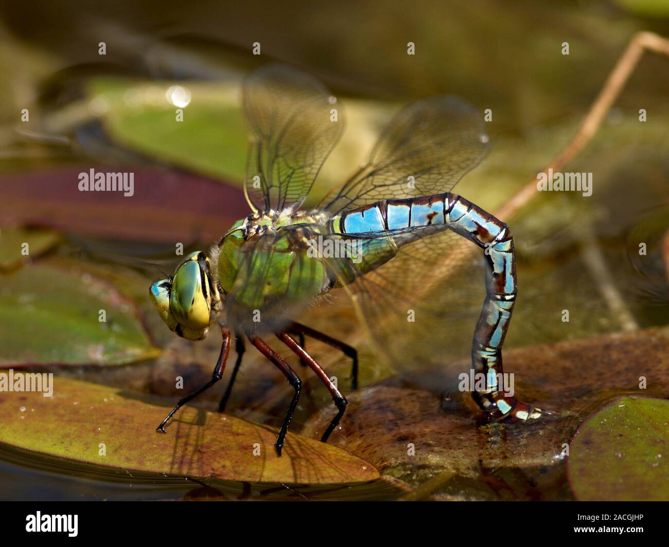 The Emperor Dragonfly or Blue Emperor (Anax imperator) is one of the ...