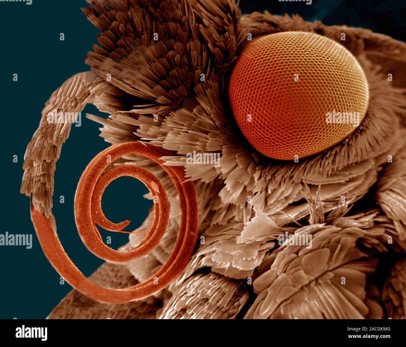 Compound eye and coiled proboscis of a moth (Pyralidae). Compound eyes ...