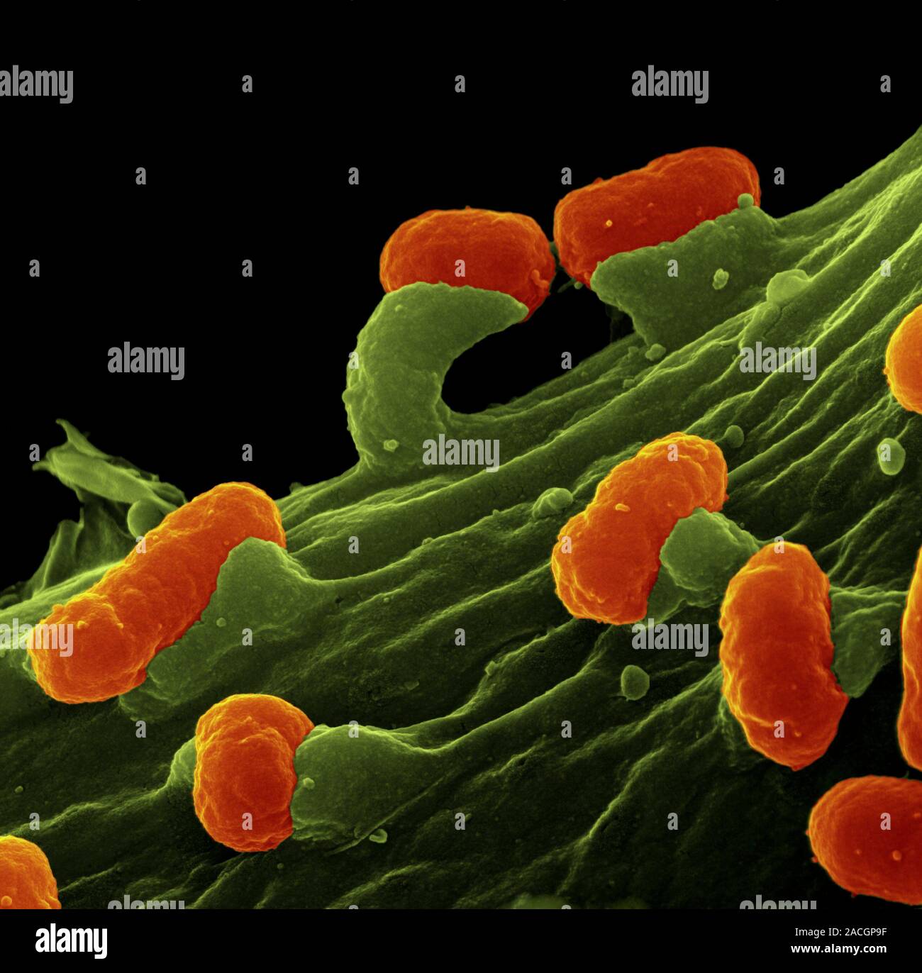 E. coli bacteria. Coloured scanning electron micrograph (SEM) of Entero ...