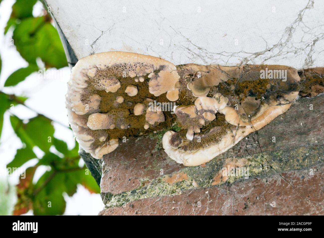 Dry rot fungus on an exterior wall. Dry rot, unlike its name suggests ...