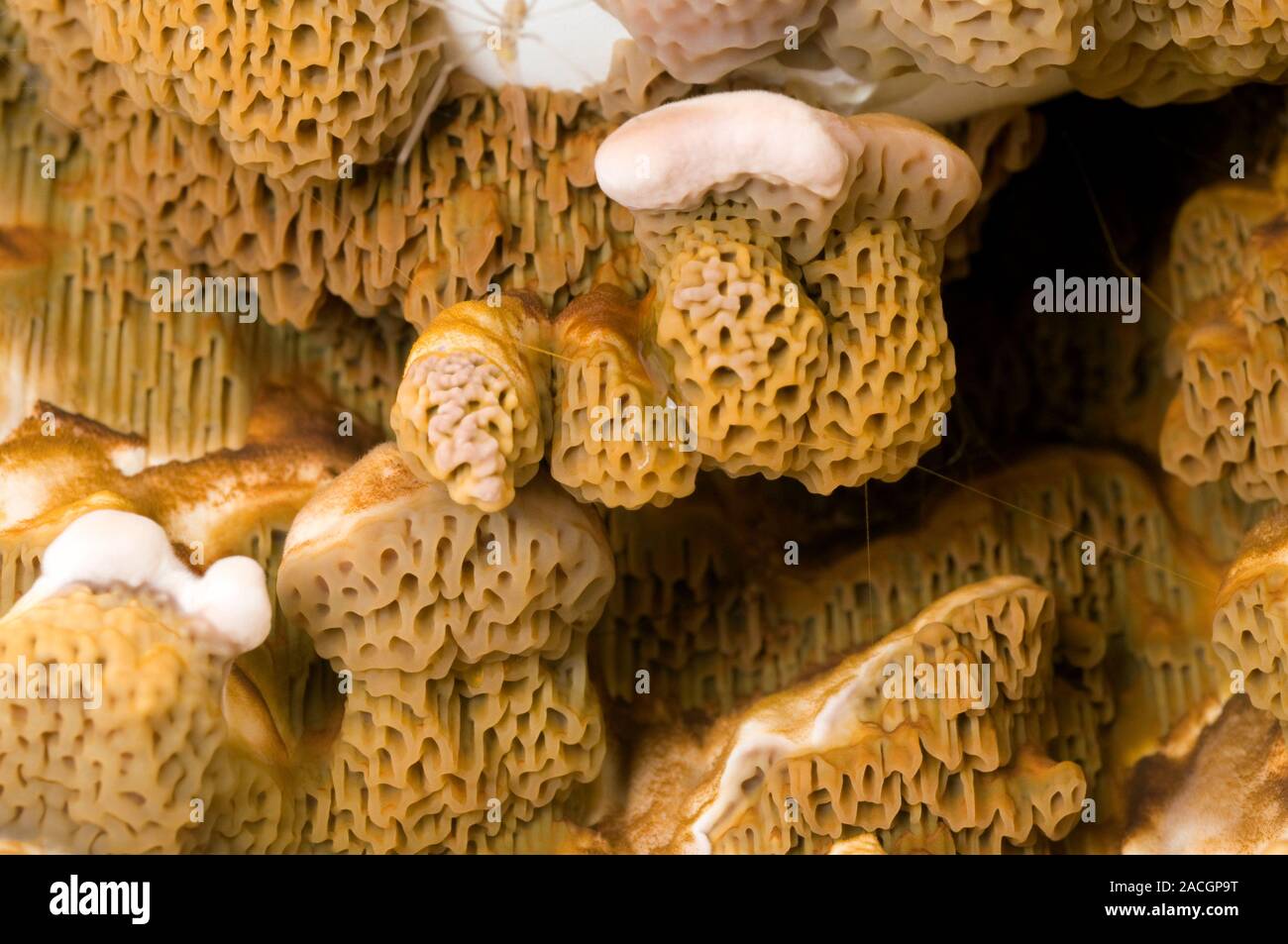 Dry rot fungus. Dry rot, unlike its name suggests, infects damp timber ...