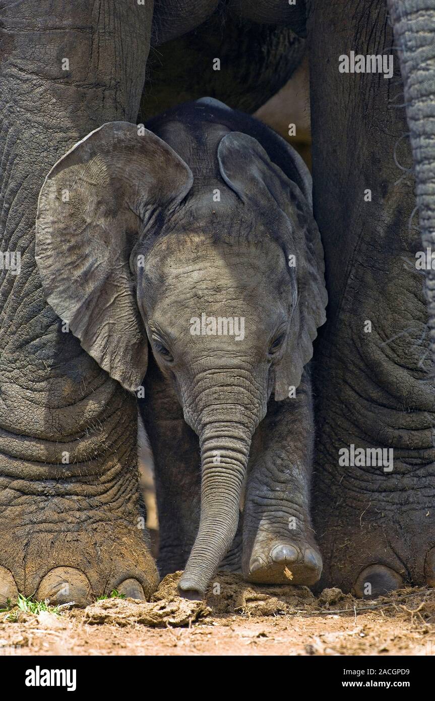 African elephant calf. African elephants (Loxodonta africana) are ...