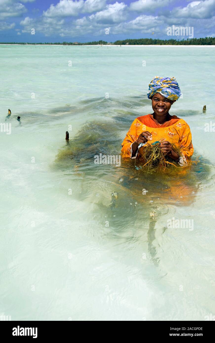 Kelp farming. Woman harvesting kelp (seaweed) being grown off the coast ...