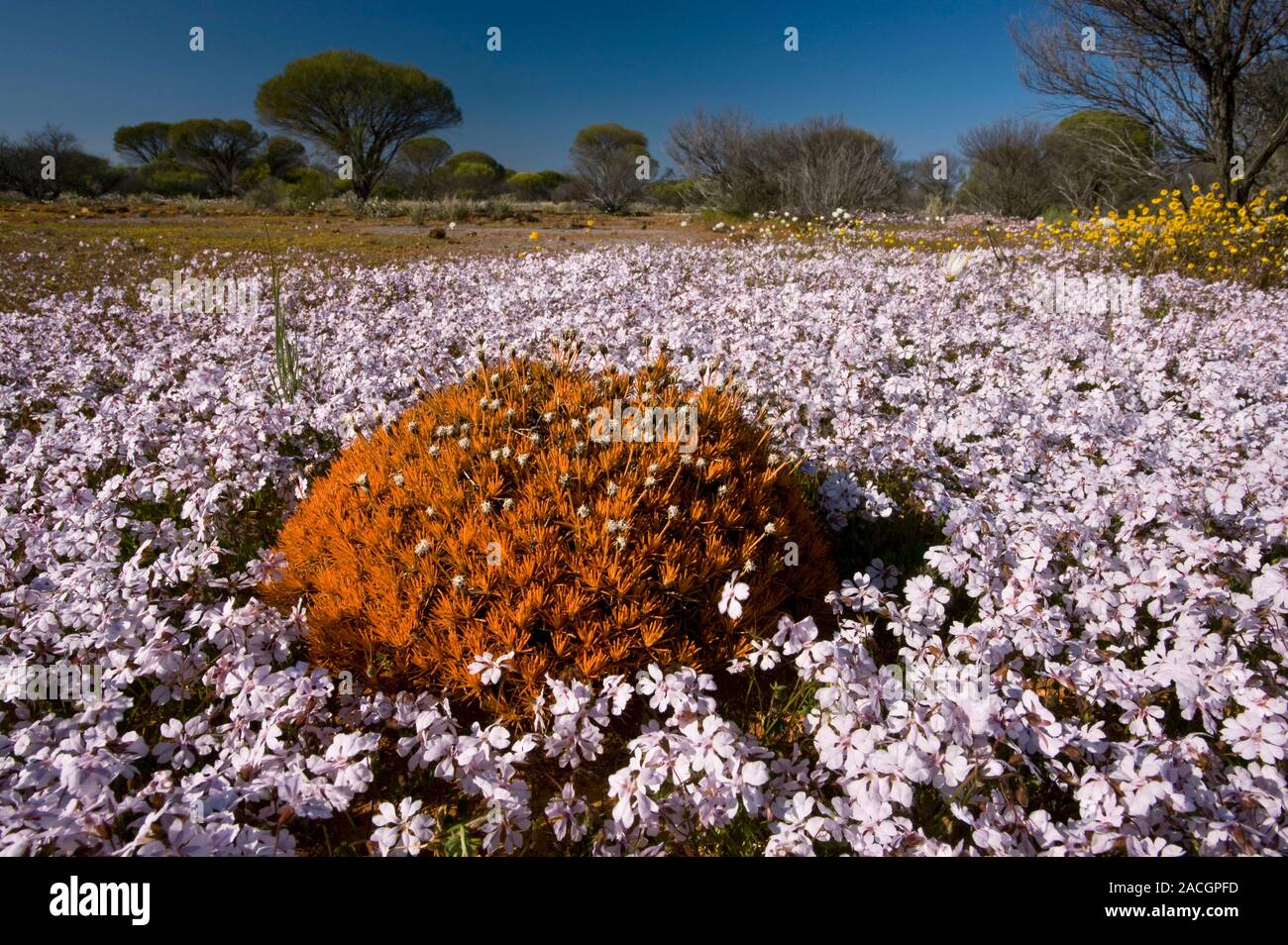 Hummocks of Pincushions (Borya constricta), amongst masses of Pink ...