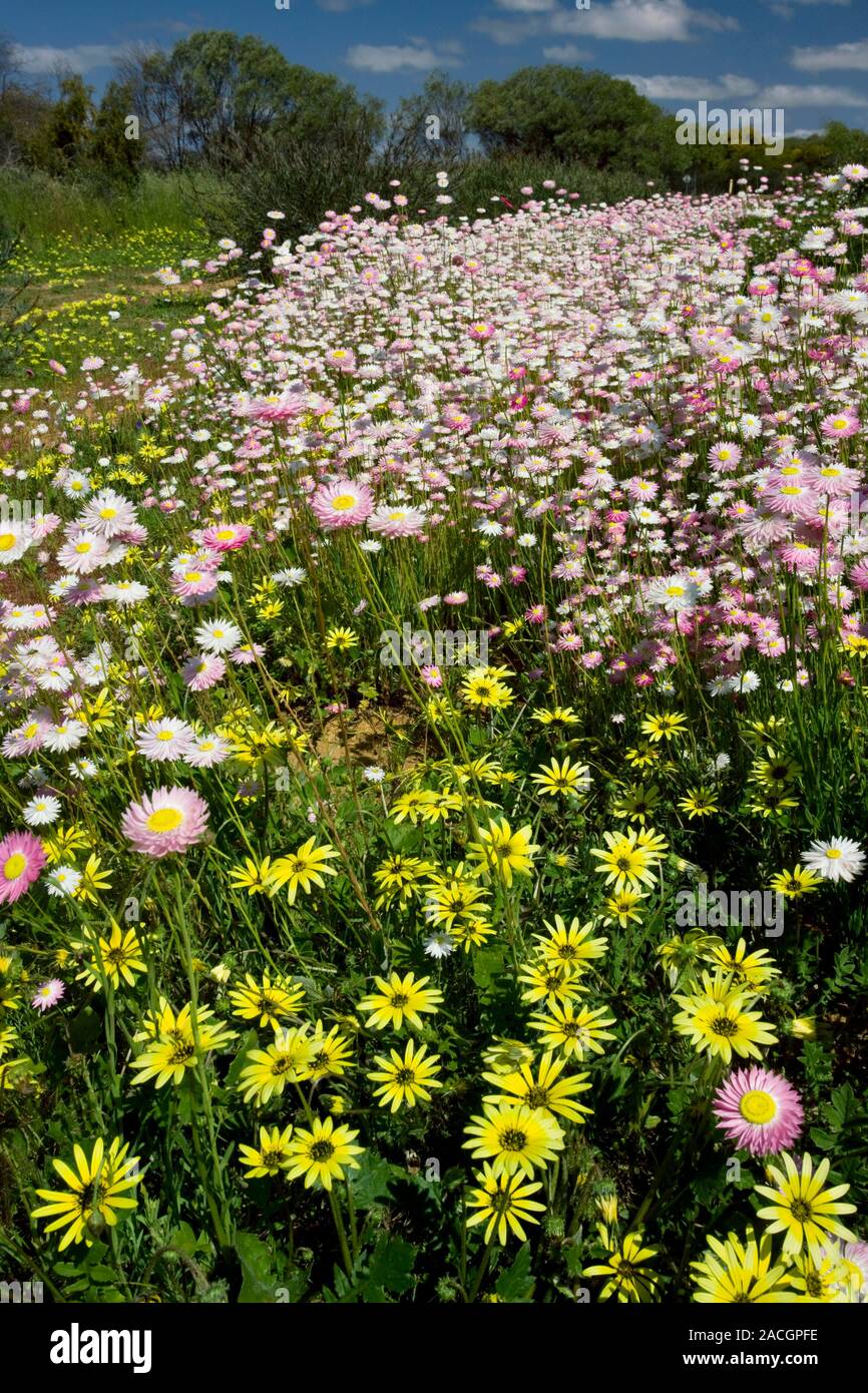 Rosy sunray, or pink and white everlasting, (Rhodanthe chlorocephala ...