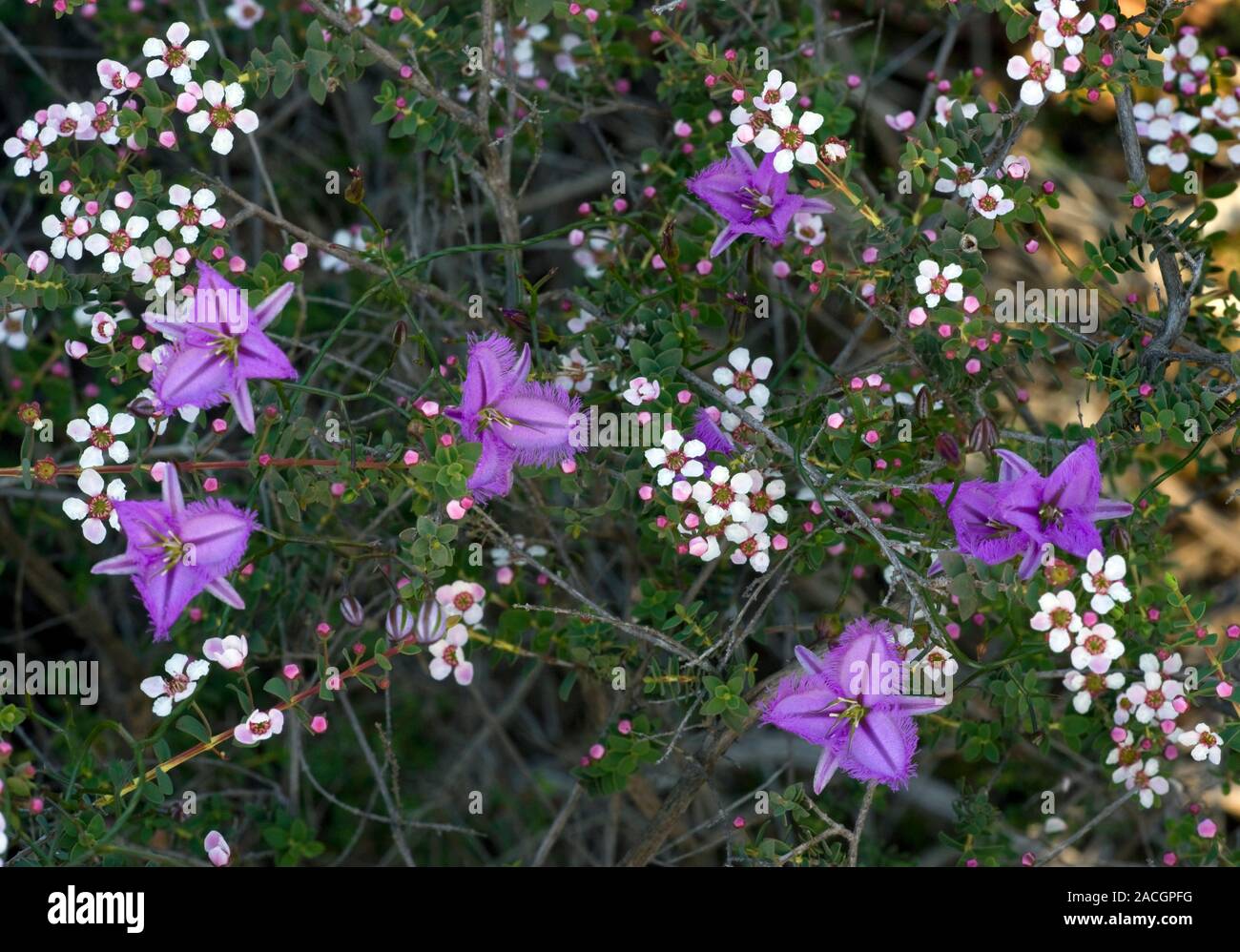 Twining Fringe Lily (Thysanotus patersonii) and Leptospermum in flower ...