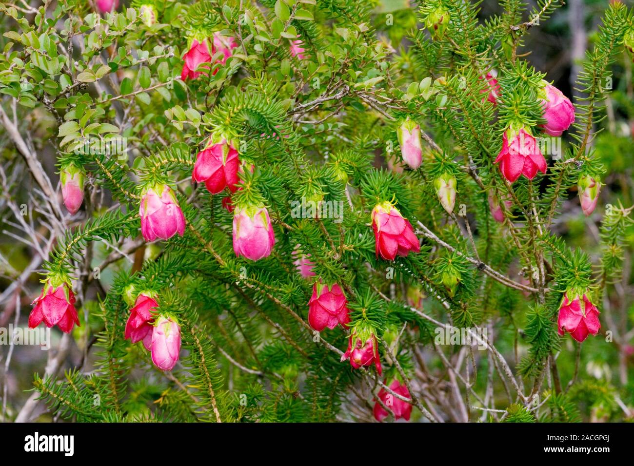 Common Mountain Bell (Darwinia lejostyla) flowers. Photographed at ...