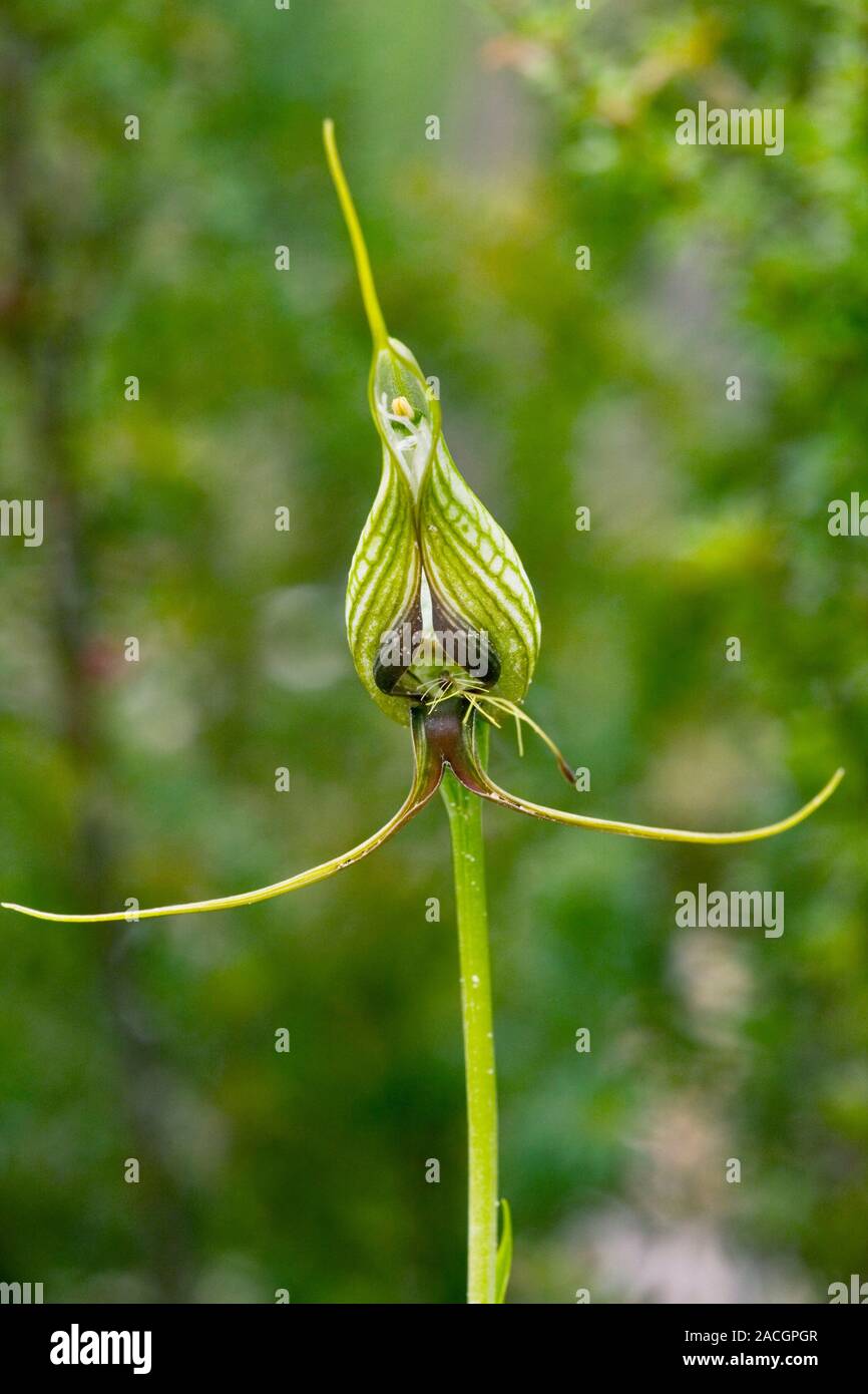 Bird orchid in flower (Pterostylis barbata). Photographed in western ...