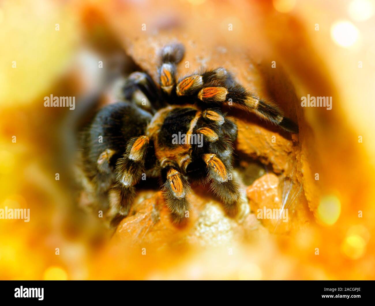 Mexican red-leg tarantula. The Mexican red-leg, or redknee, tarantula ...