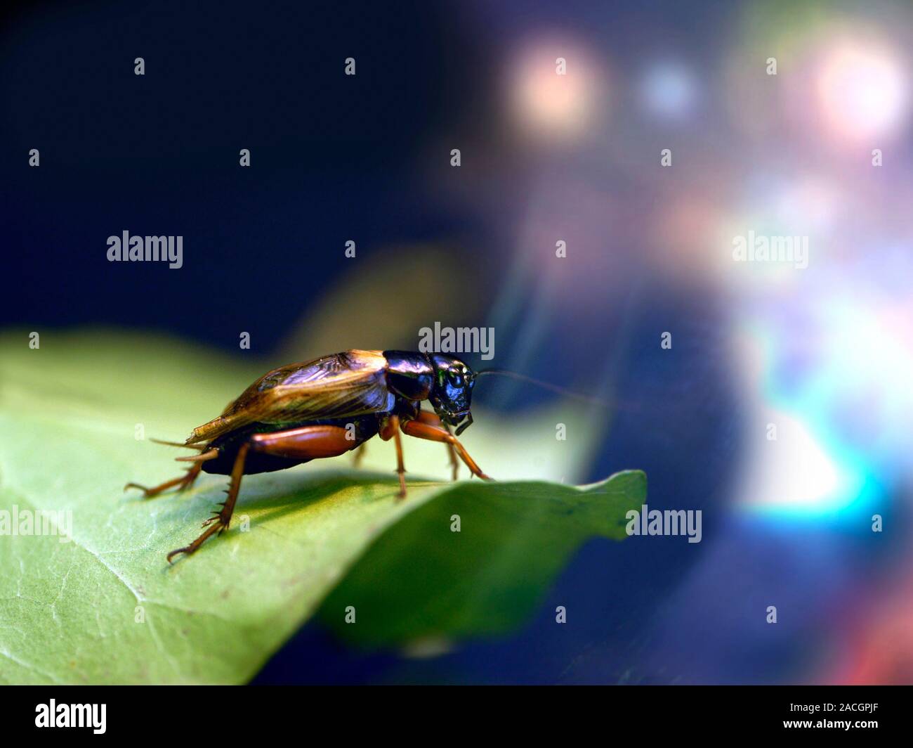 Cockroach (order Blattaria) on a leaf Stock Photo - Alamy