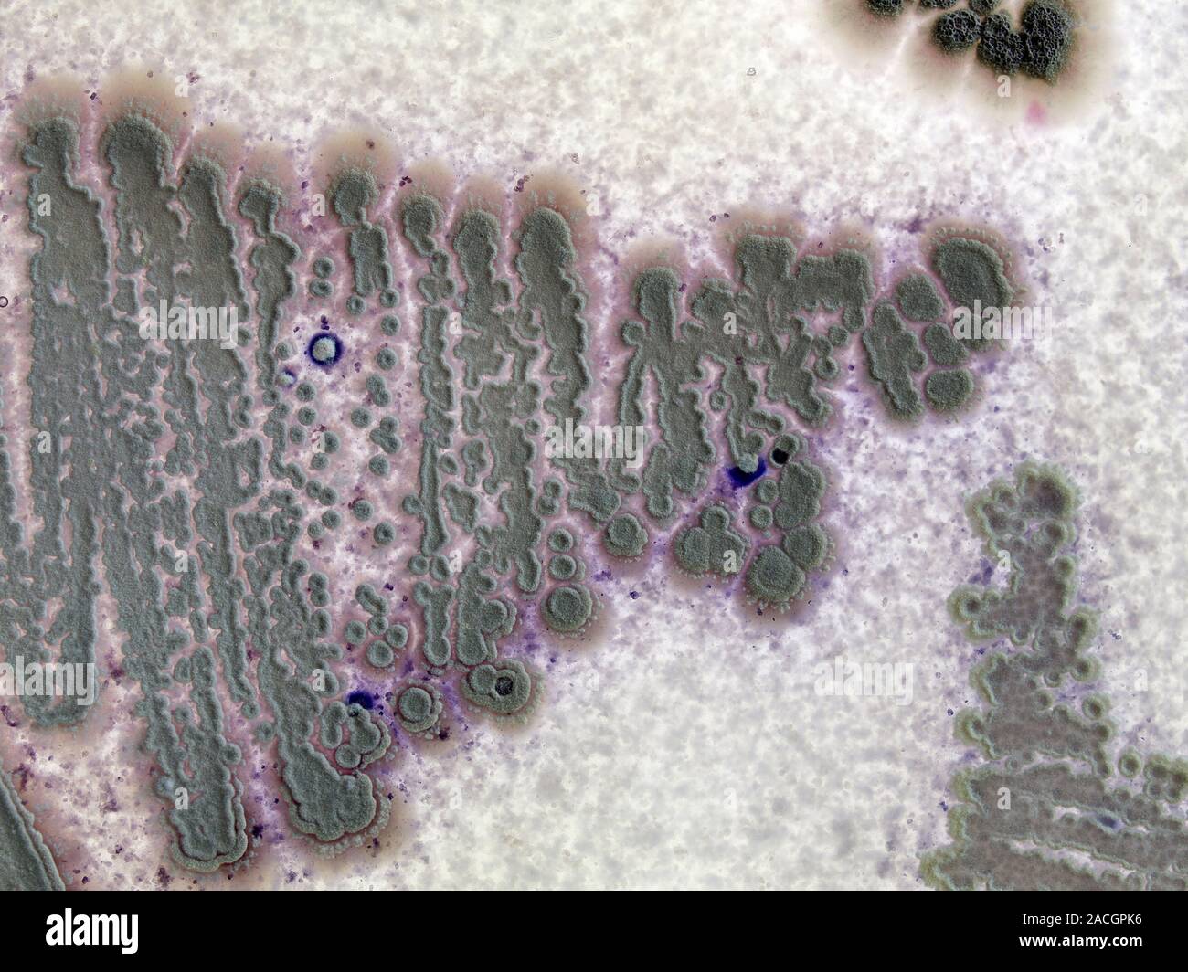 Bacterial antibiotic production. Colony of Streptomyces coelicolor ...