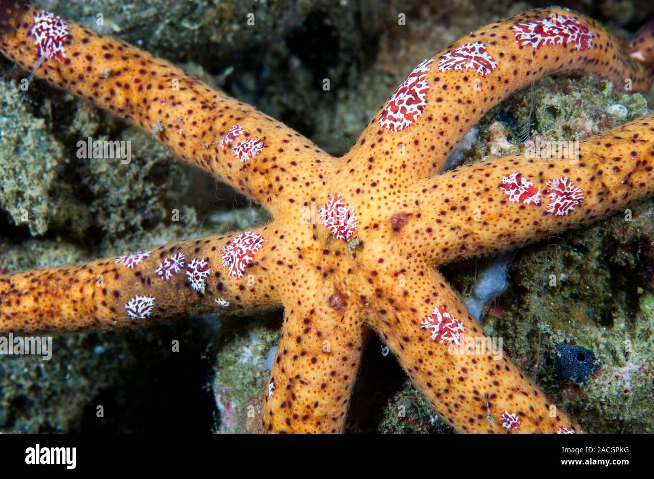 Starfish (class Asteroidea) on a coral reef. Starfish, also known as ...