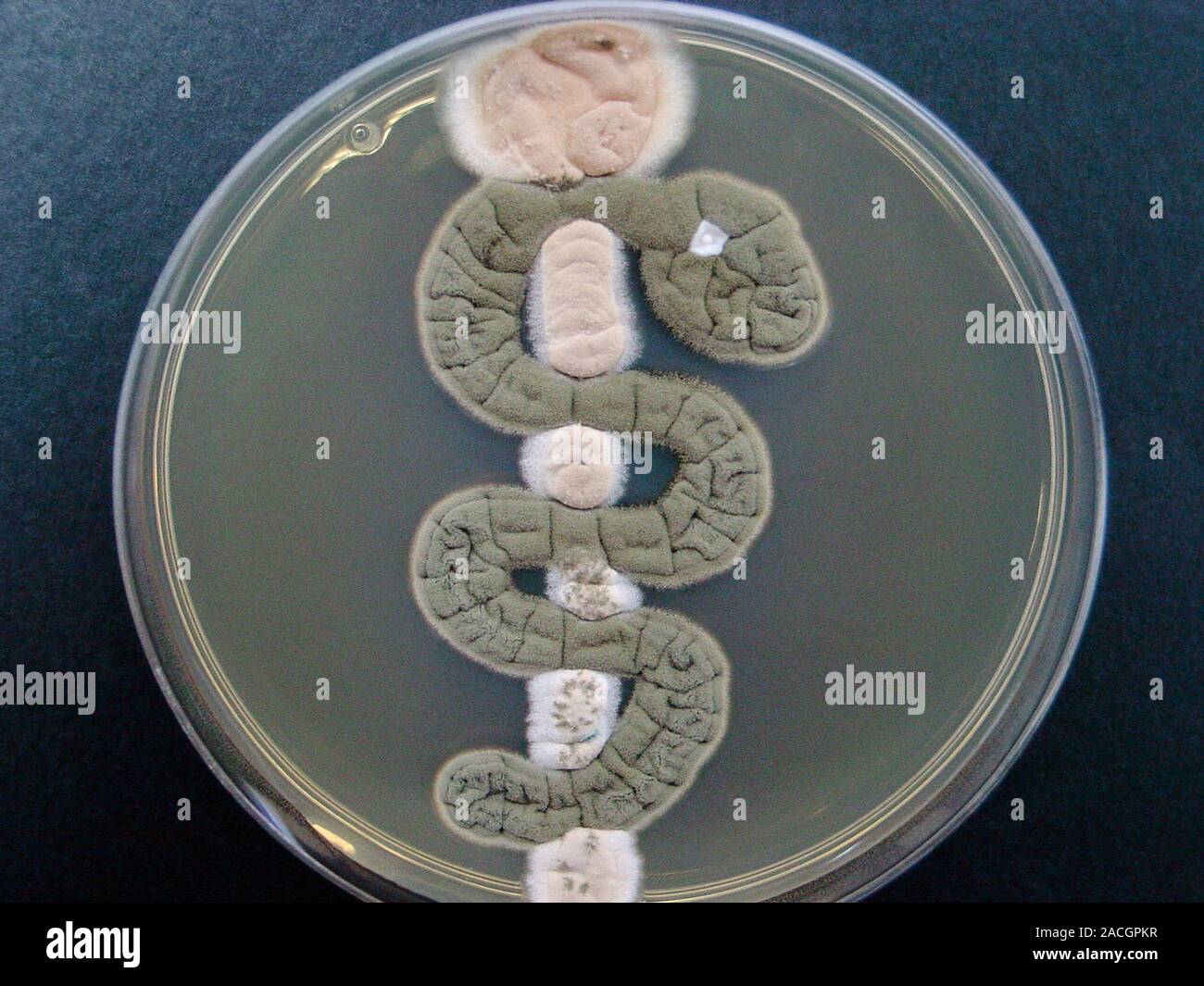Rod of Asclepius, microbial art. Petri dish containing the fungi ...