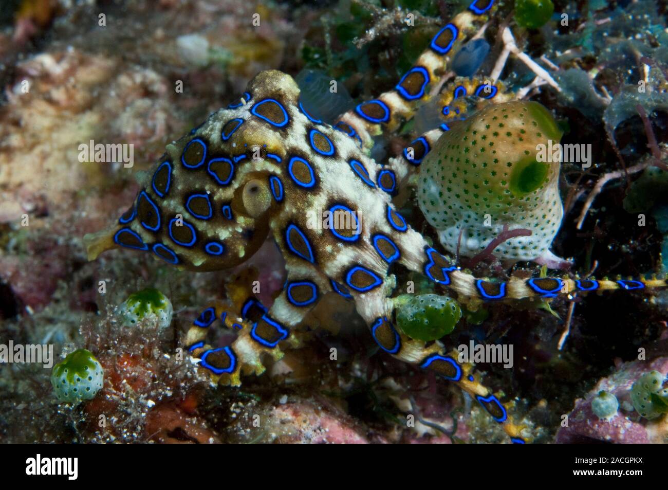 Blue-ringed octopus (Hapalochlaena sp.). These small but highly ...